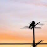 Ham Radio Moon Bounce: How to Communicate via Lunar Reflection